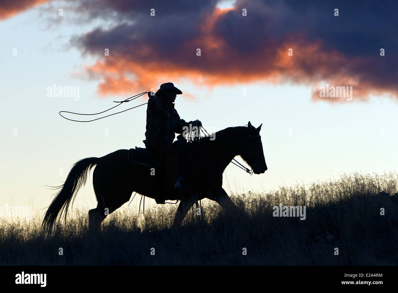 Wyoming cow boy hi-res stock photography and images - Alamy