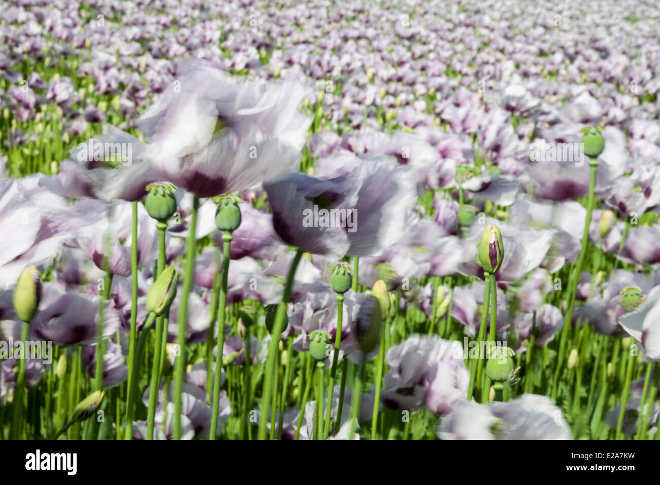 Boscombe Down, Wiltshire, UK. 17th June, 2014. Lilac poppy flowers ...