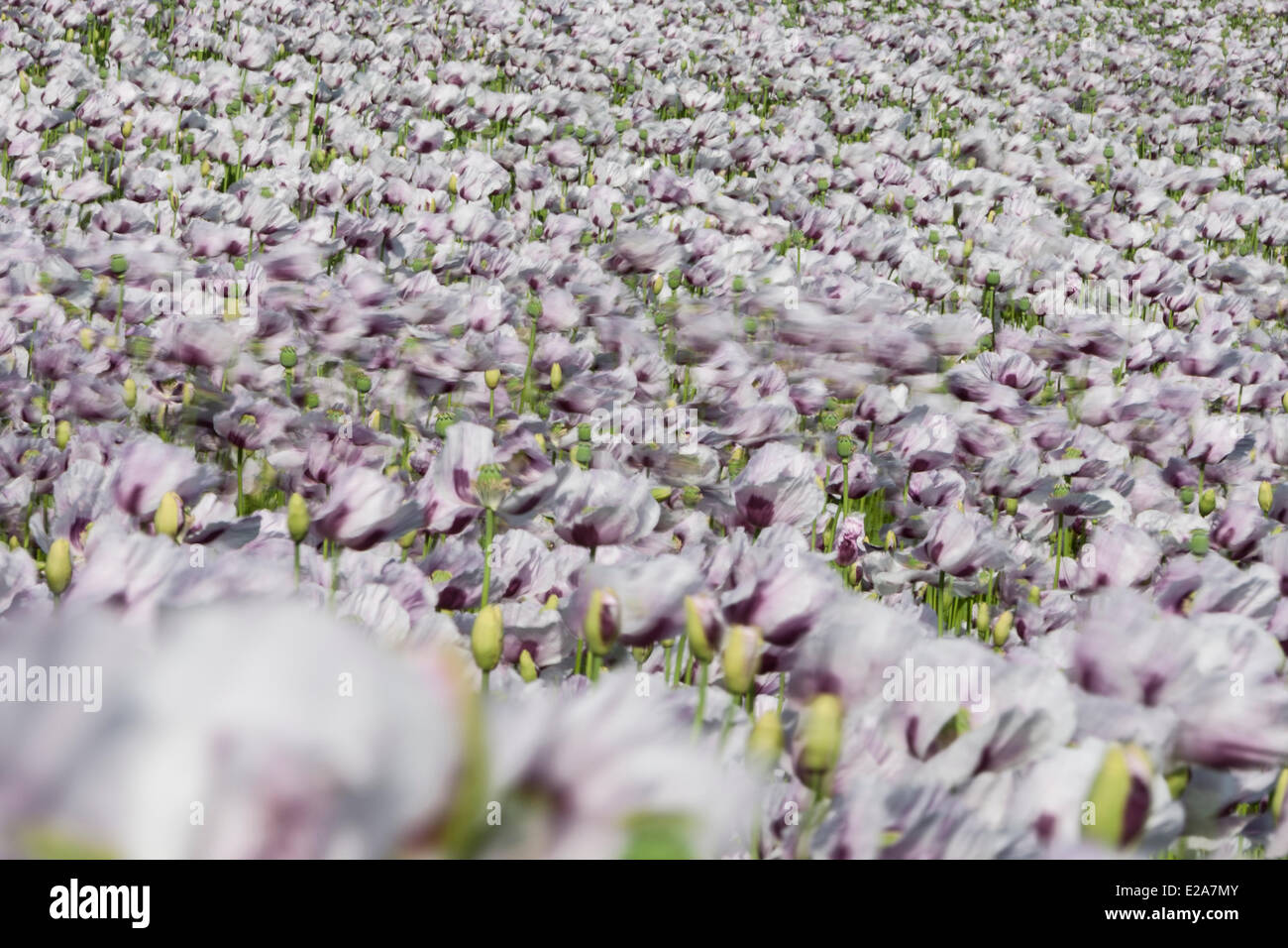 Poppy field crop lilac farming hi-res stock photography and images - Alamy