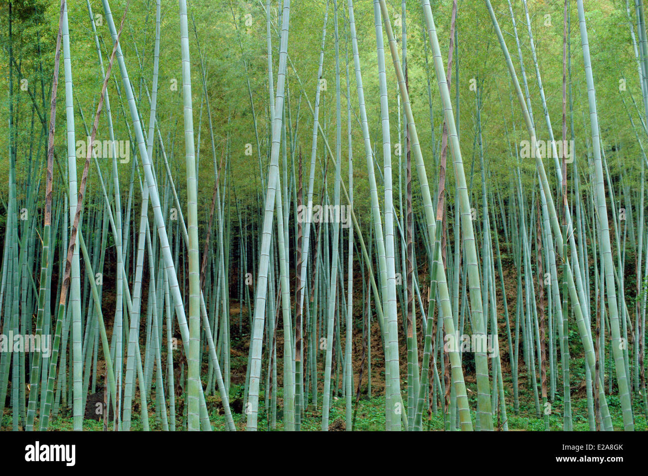 Japan, Kyushu Island, Kagoshima, Iso-Teien garden, Bamboo grove Stock ...