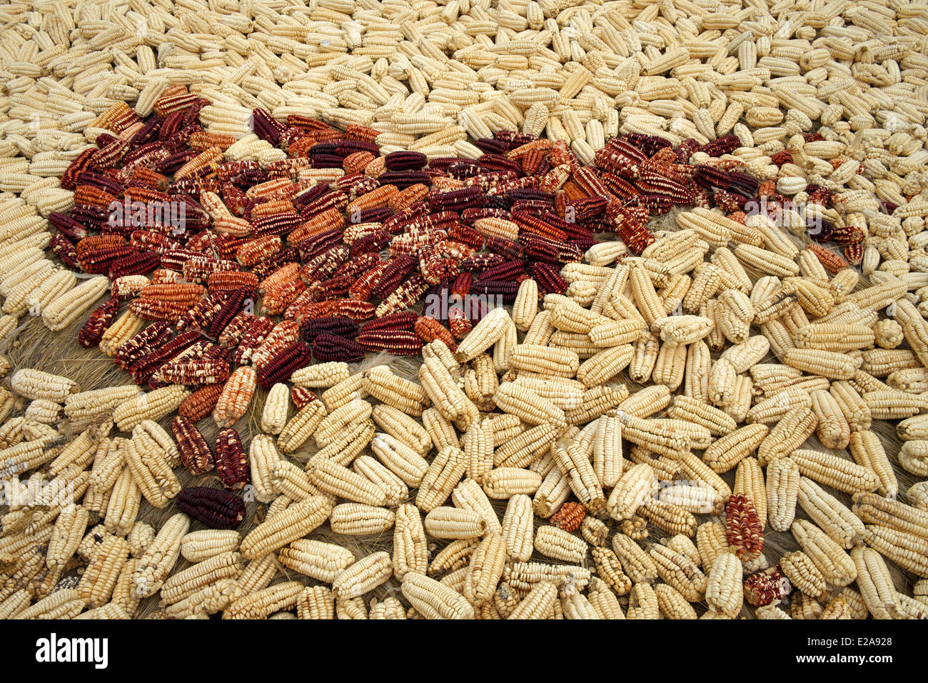 Peru, Cuzco Province, the Sacred Valley of the Incas, Pisac, choclo ...