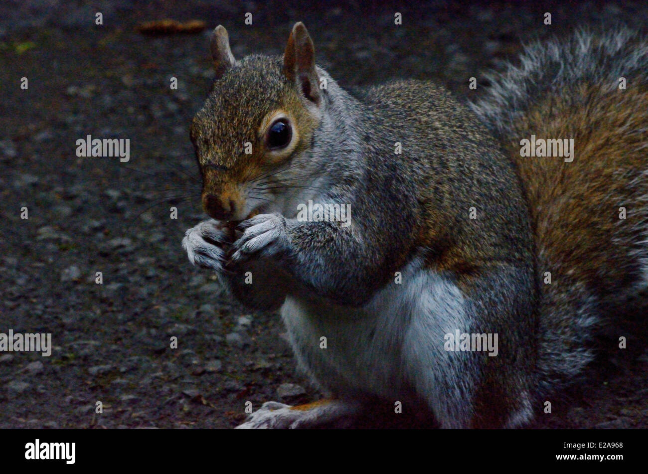 Happy squirrel eating lunch Stock Photo - Alamy