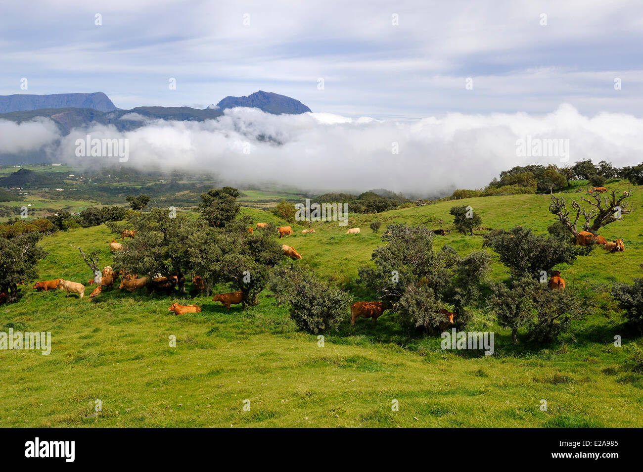France, Ile de la Reunion (French overseas department), herd of cows on ...