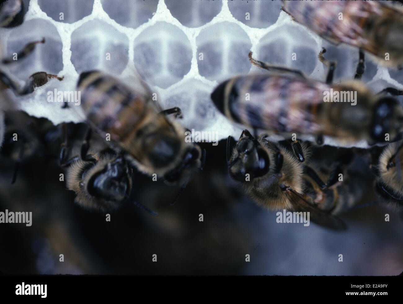 A swarm of honeybees is constructing new natural combs in a log hive ...