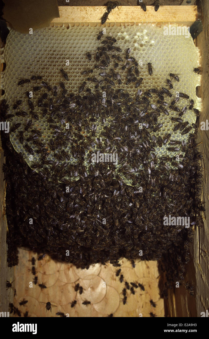 A swarm of honeybees is constructing new natural combs in a log hive ...