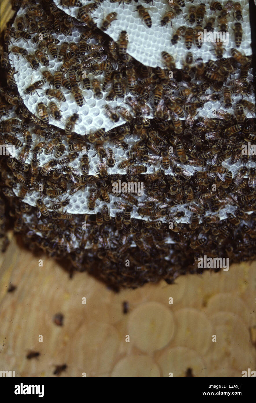 A swarm of honeybees is constructing new natural combs in a log hive ...