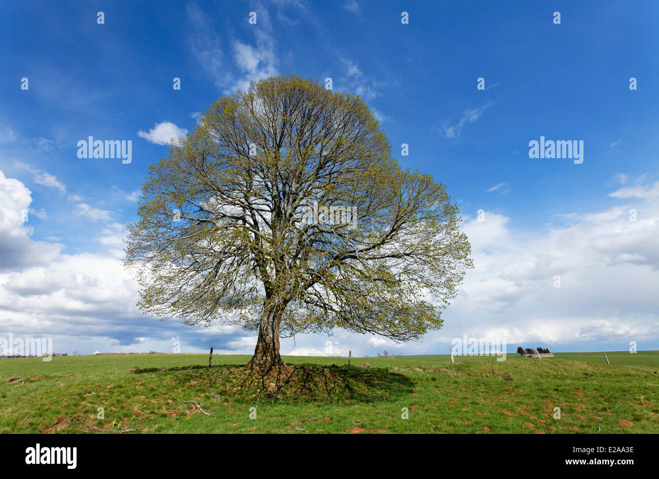 France, Cantal, isolate lime tree Stock Photo - Alamy