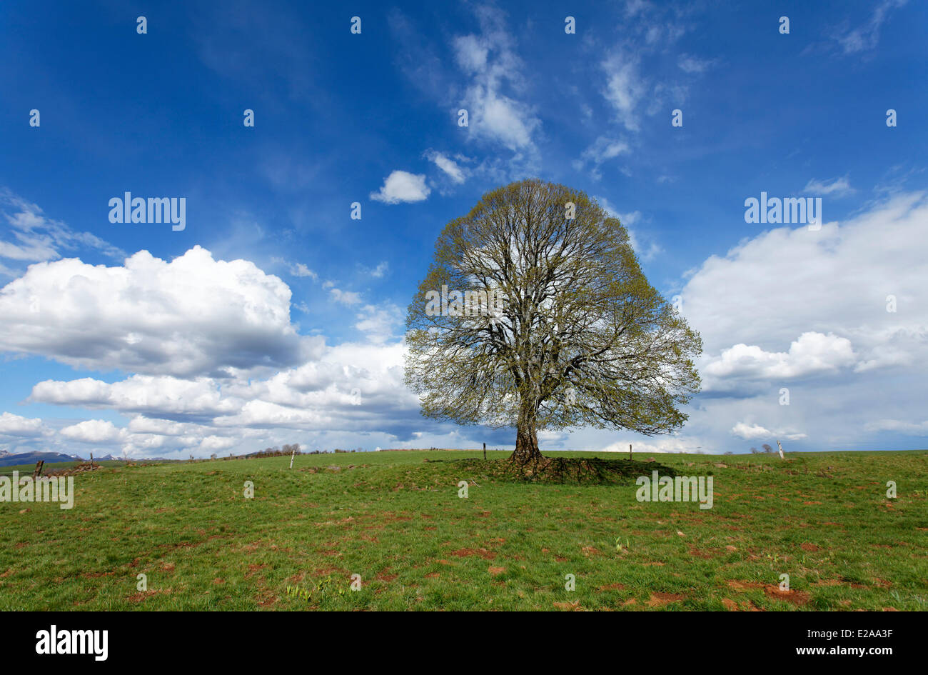 France, Cantal, isolate lime tree Stock Photo - Alamy