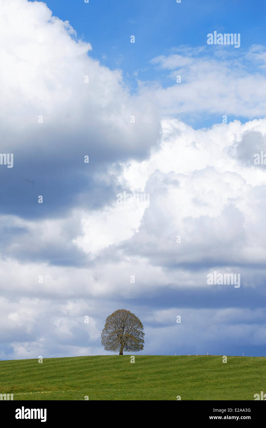 France, Cantal, isolate lime tree Stock Photo - Alamy