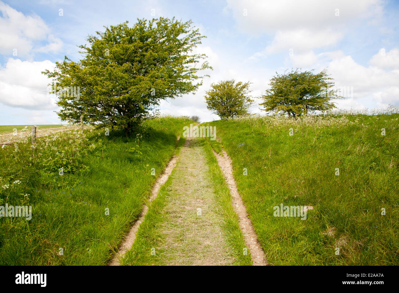 Grassy hill trees hi-res stock photography and images - Alamy