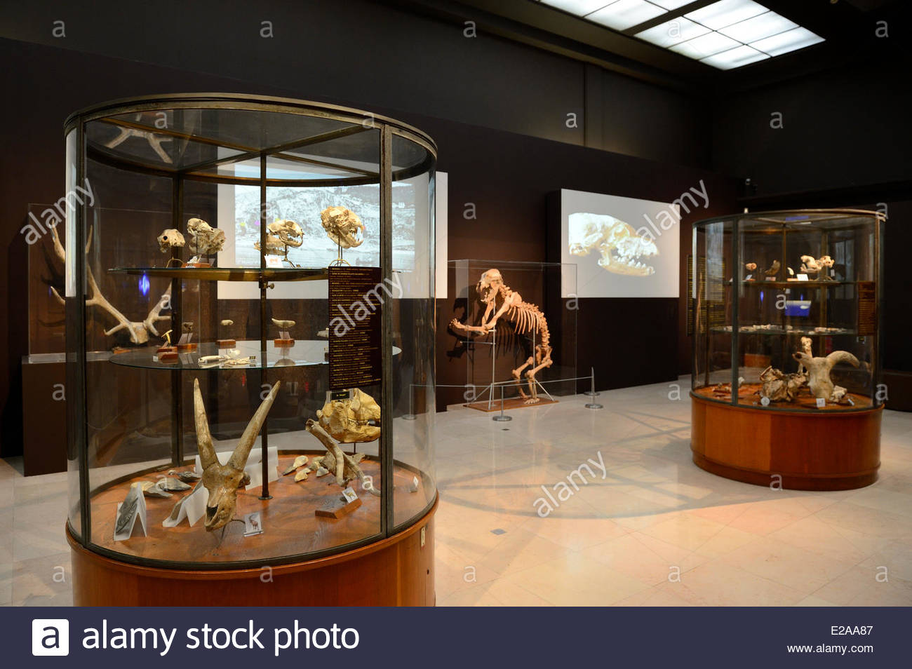 Prehistoric Museum Stock Photos & Prehistoric Museum Stock Images - Alamy