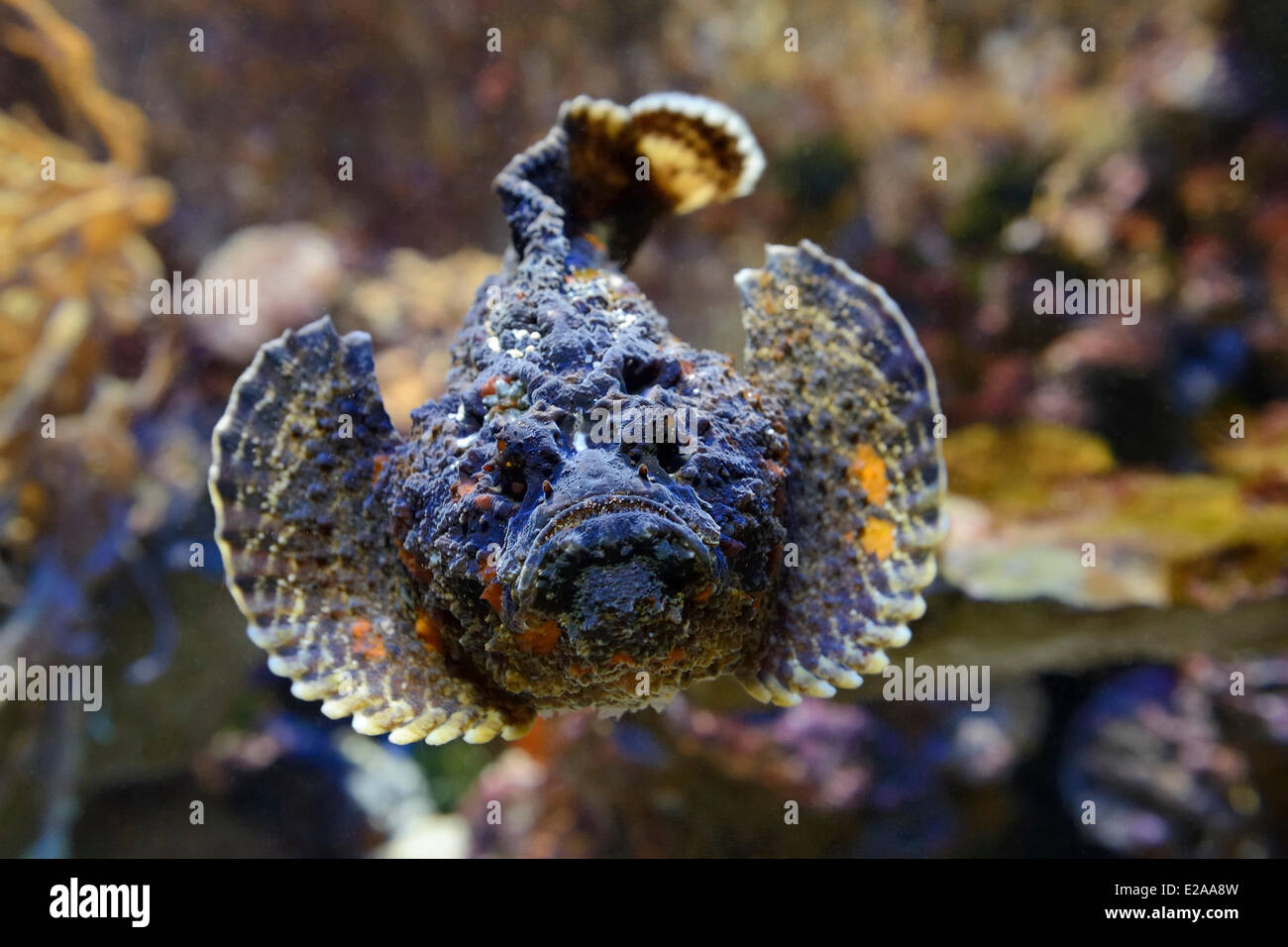 Synanceia verrucosa reef stonefish hi-res stock photography and images ...