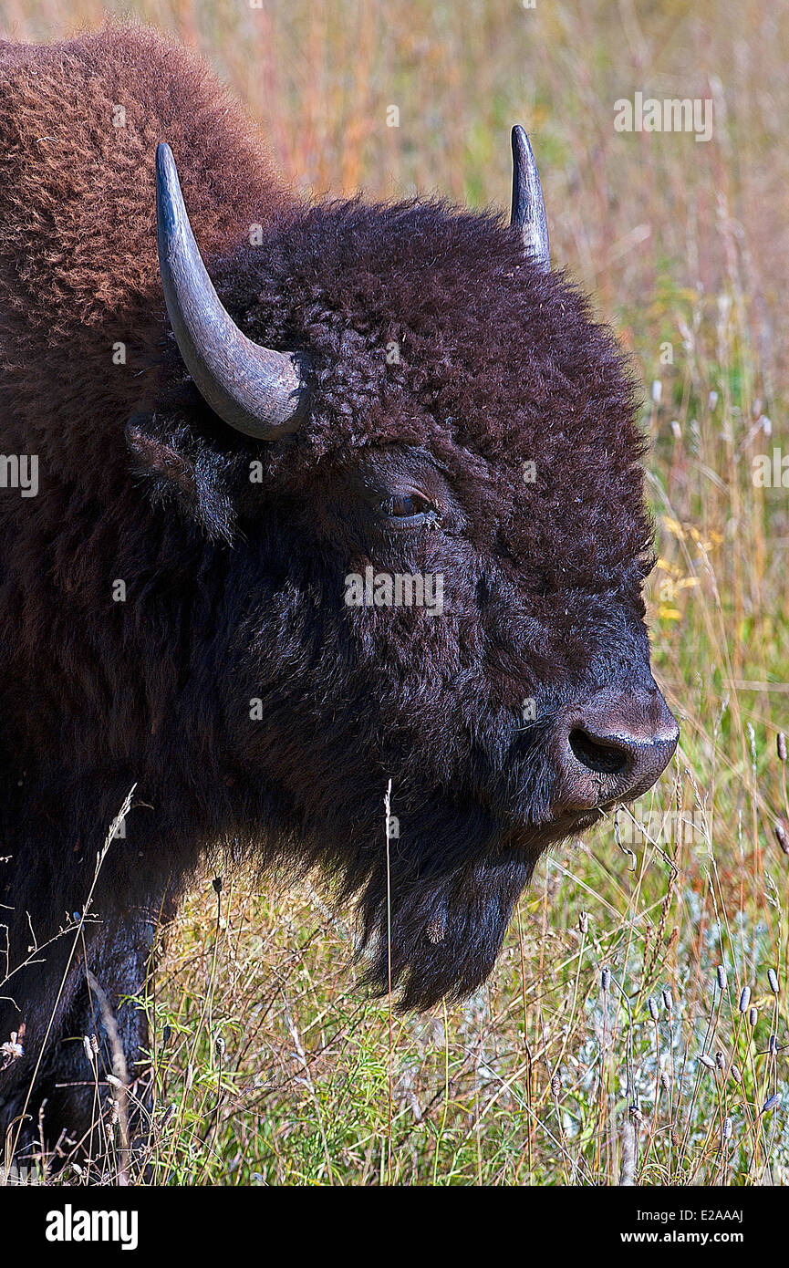 United States, South Dakota, The largest buffalo herd in the world ...