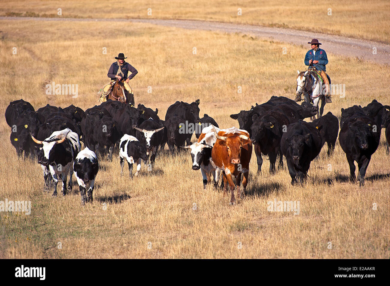 United States, South Dakota, Belle Fourche, ranch of Todd Larsen ...