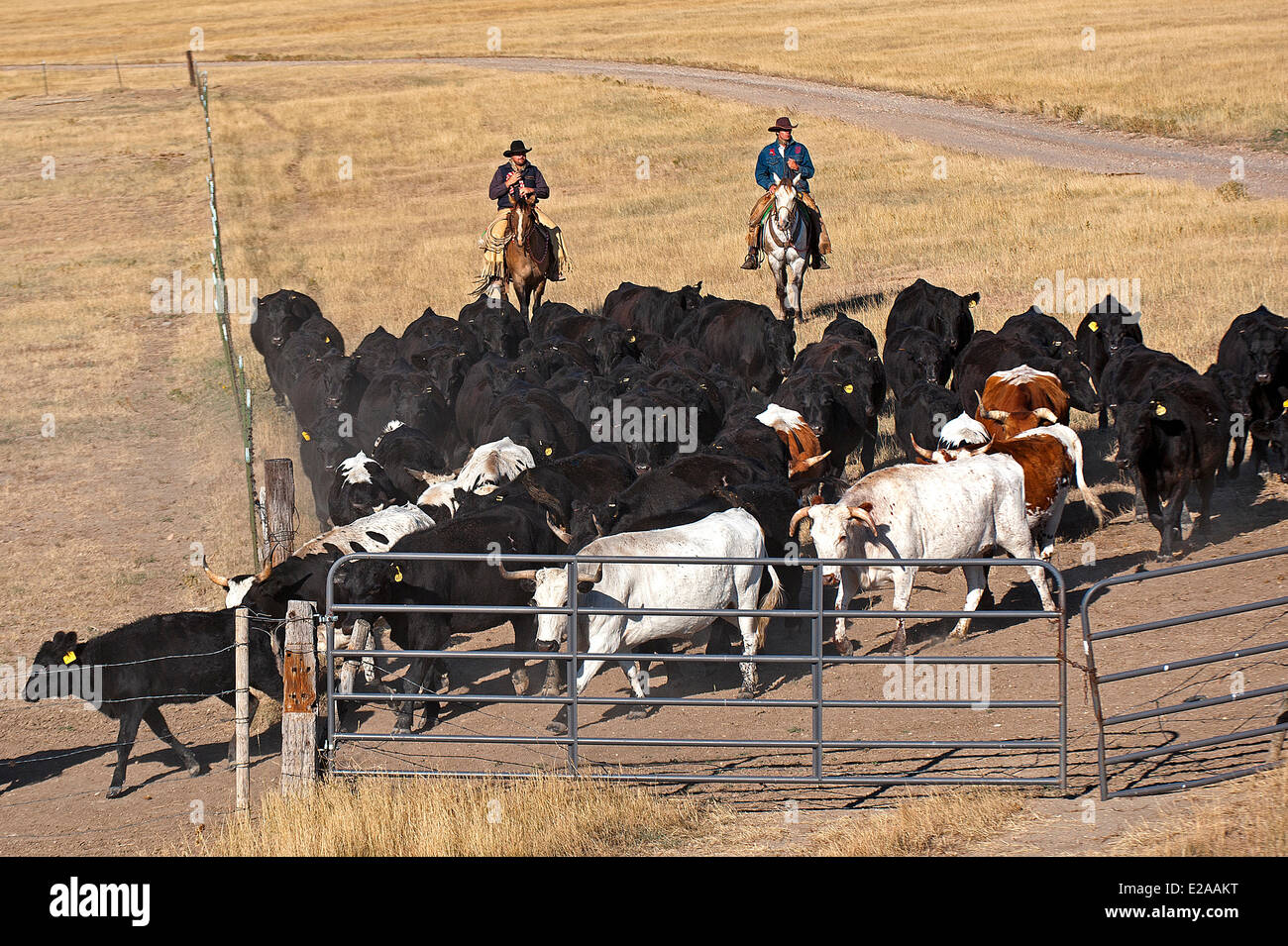 United States, South Dakota, Belle Fourche, ranch of Todd Larsen ...