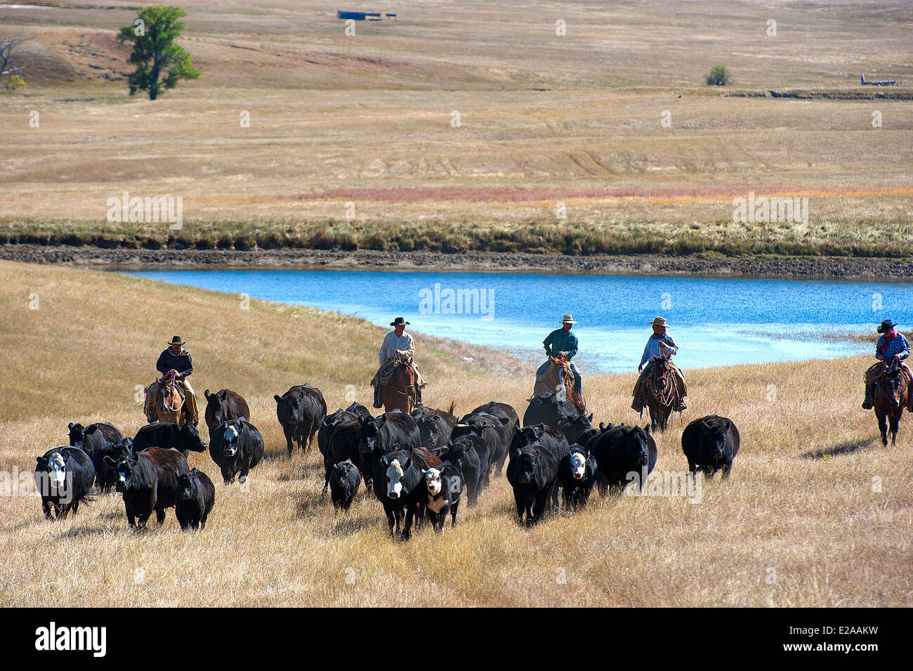United States, South Dakota, Belle Fourche, ranch of Todd Larsen ...