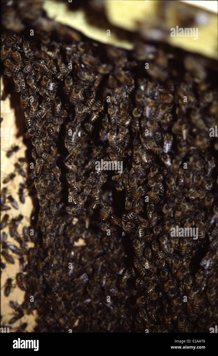 A swarm of honeybees is constructing new natural combs in a log hive ...