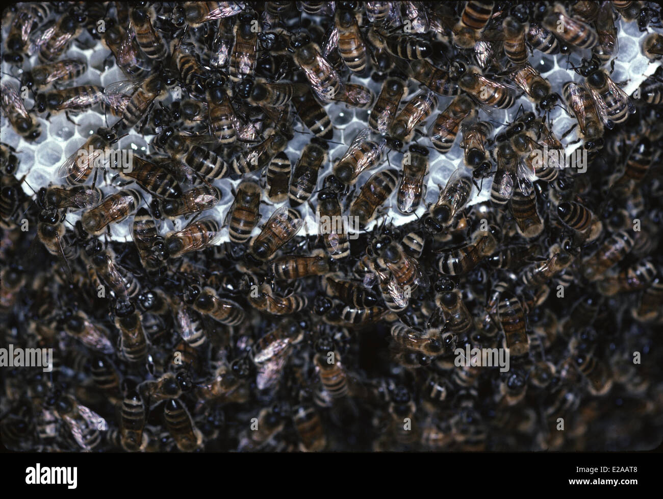 A swarm of honeybees is constructing new natural combs in a log hive ...