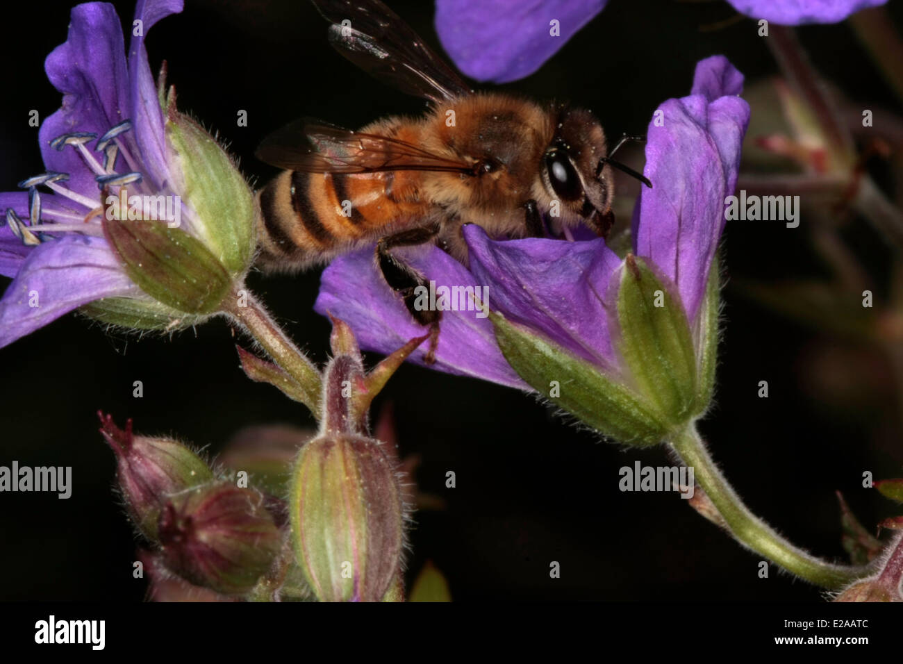Blooming blossoms of Geranium pratense L. on a forrest meadow. The ...