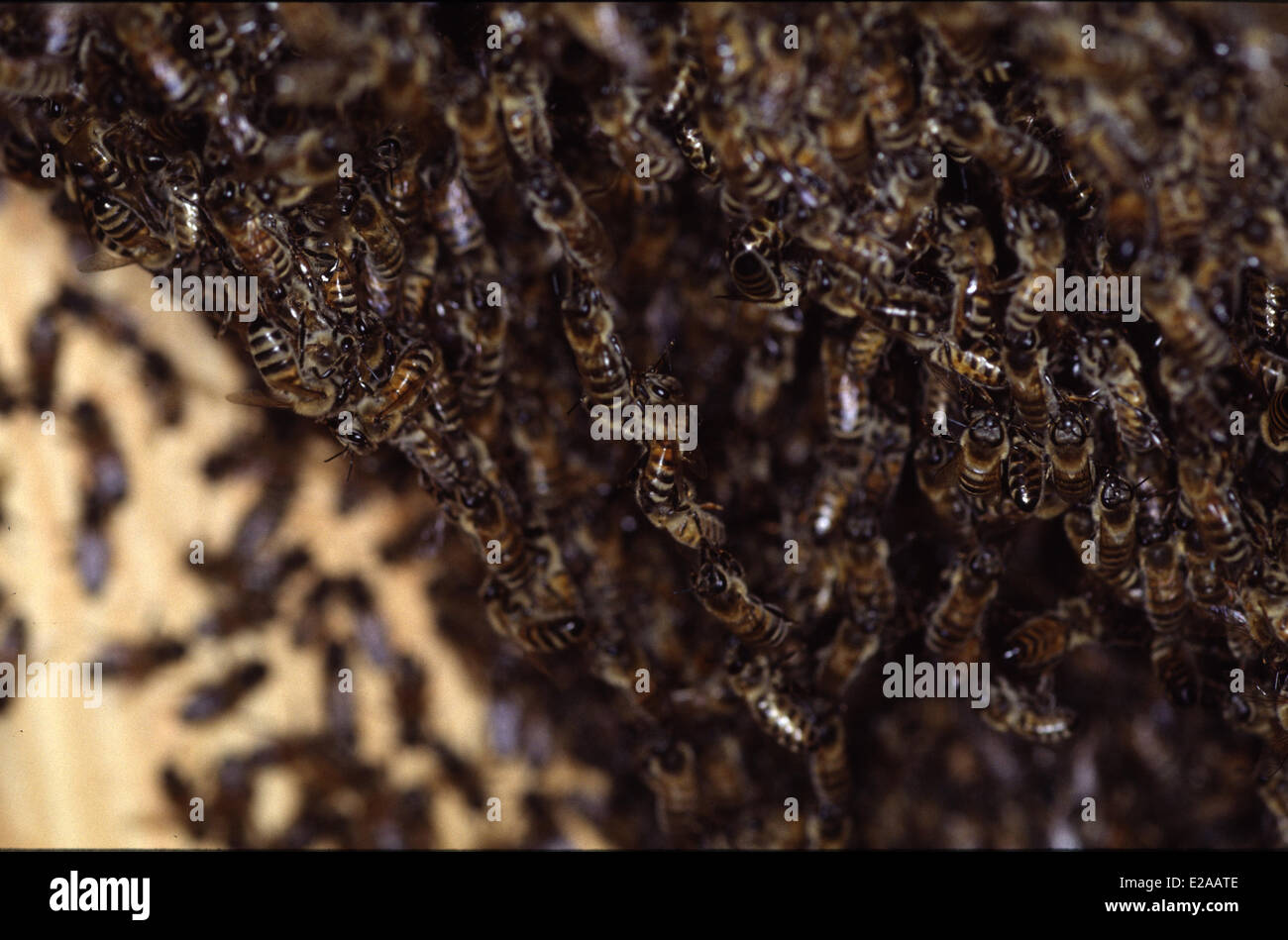 A swarm of honeybees is constructing new natural combs in a log hive ...