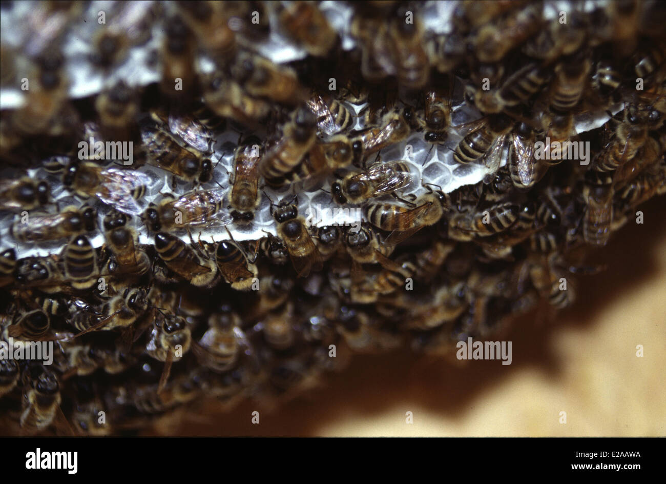 A swarm of honeybees is constructing new natural combs in a log hive ...