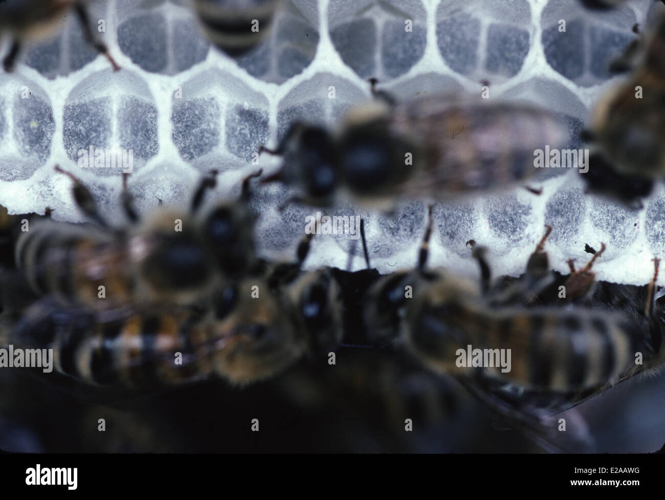 A swarm of honeybees is constructing new natural combs in a log hive ...