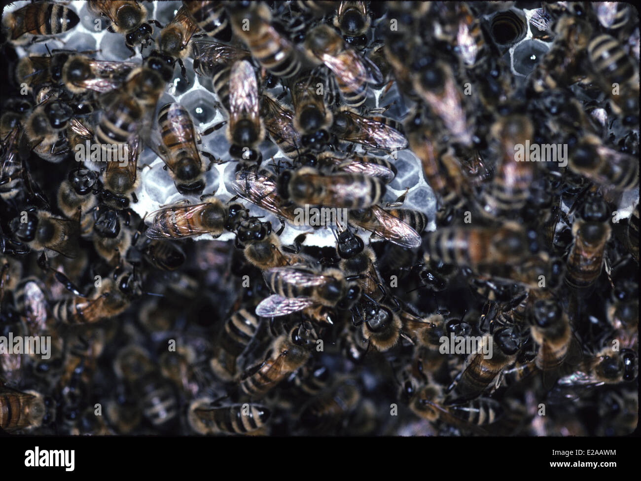A swarm of honeybees is constructing new natural combs in a log hive ...