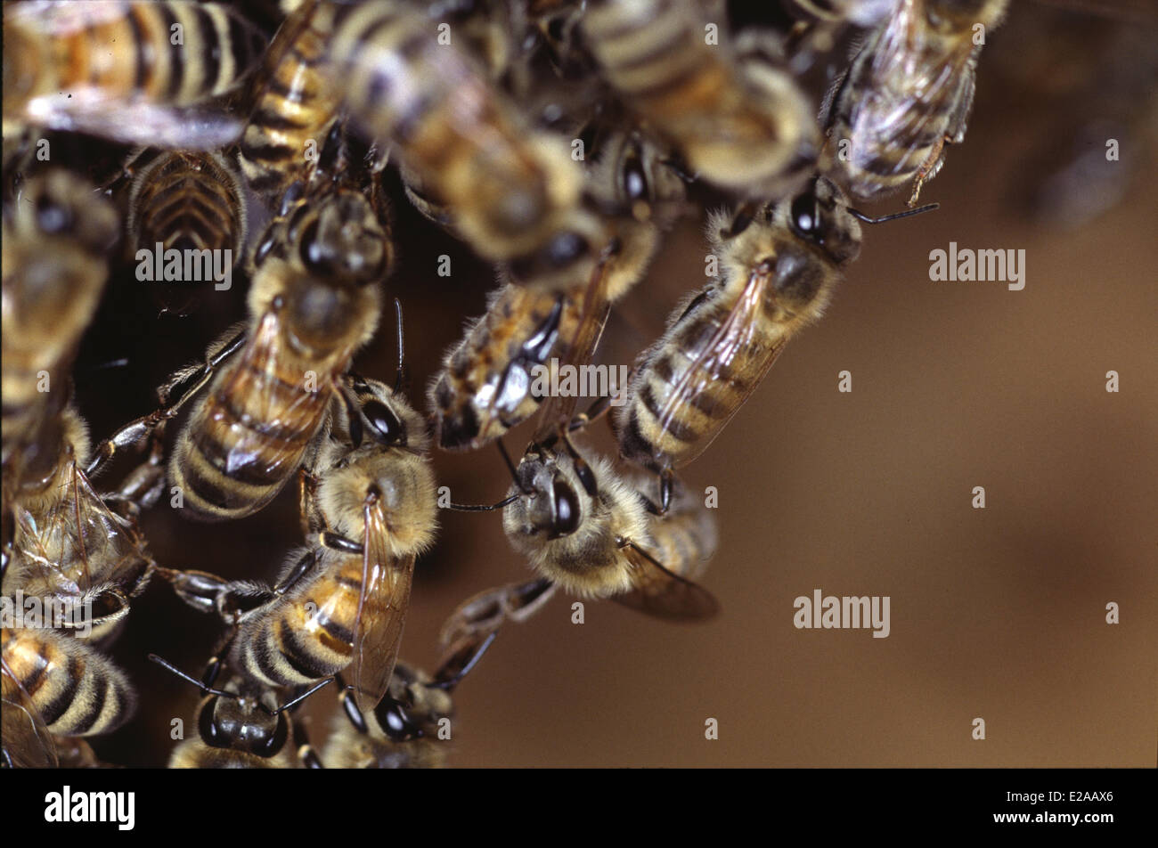 A swarm of honeybees is constructing new natural combs in a log hive ...
