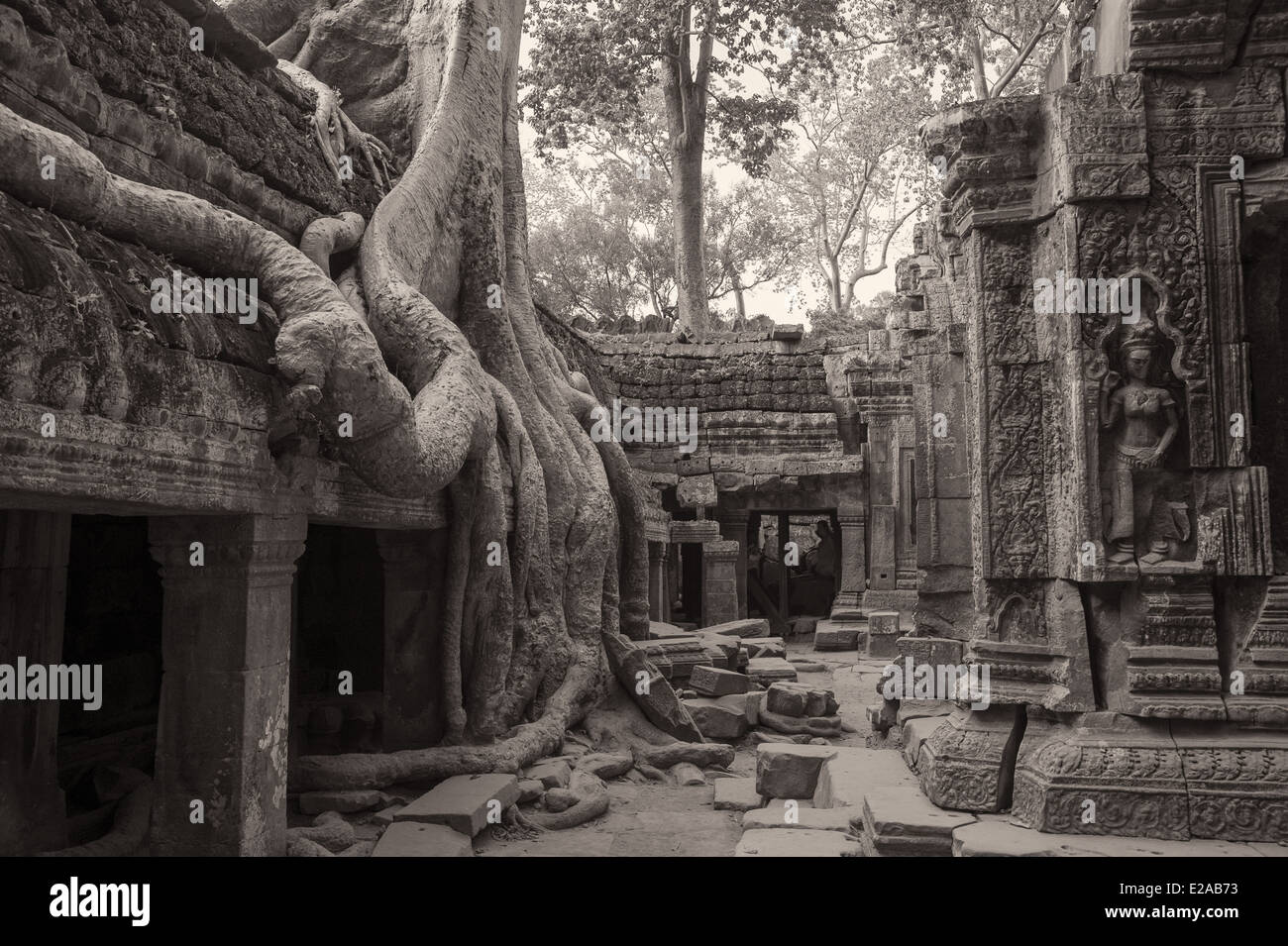 Tree growing over the walls of the temple of Ta Prohm in the ancient ...