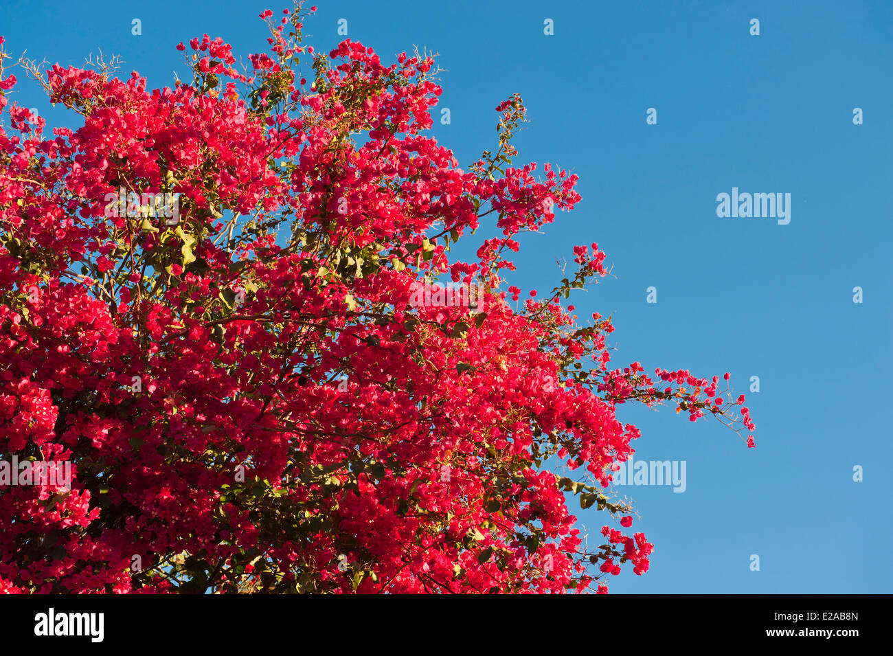 Mexico, Sierra Madre Occidental, Sinaloa State, El Fuerte ...