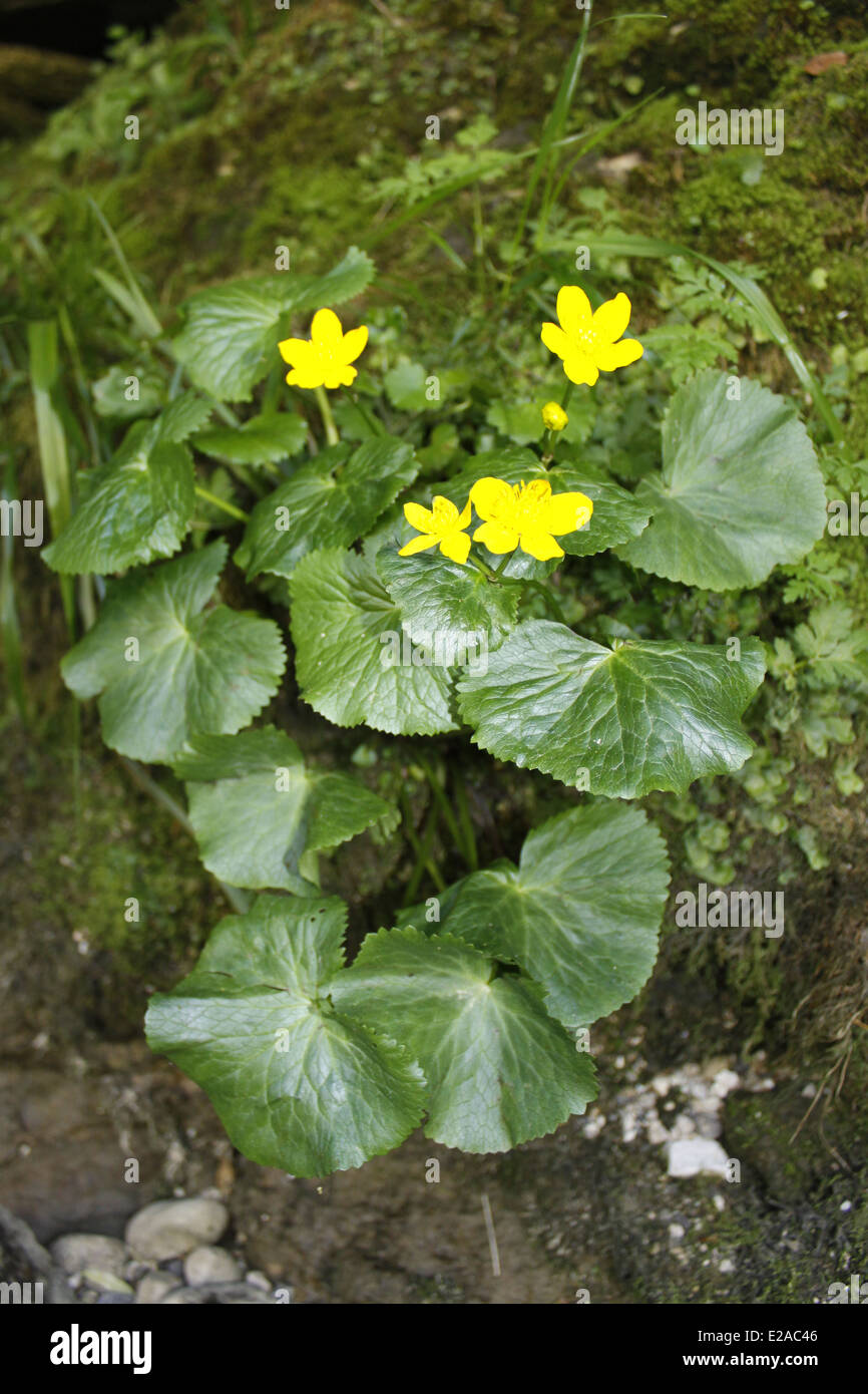 Chartreuse flowers hi-res stock photography and images - Alamy