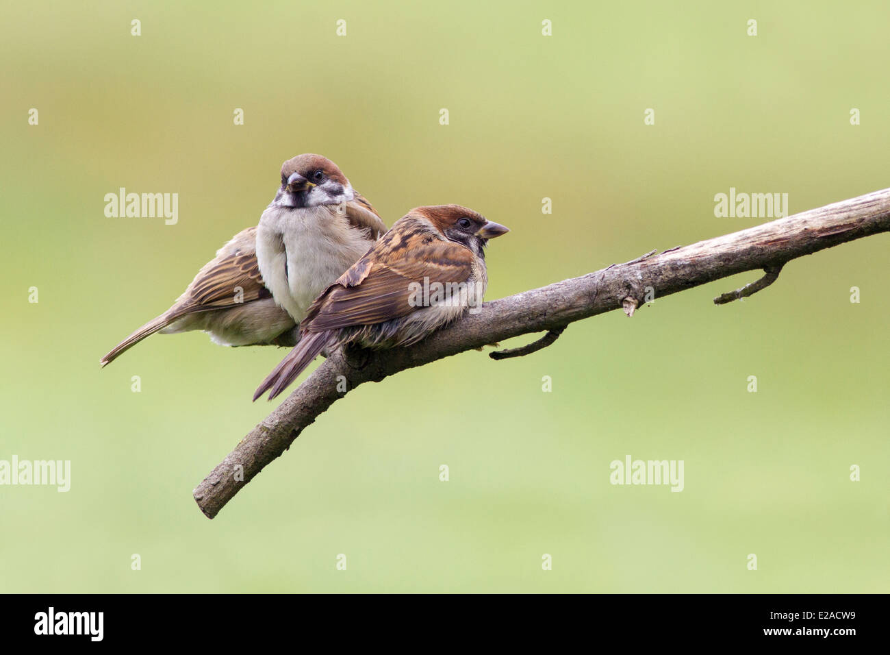 Juvenile Tree Sparrow High Resolution Stock Photography and Images - Alamy