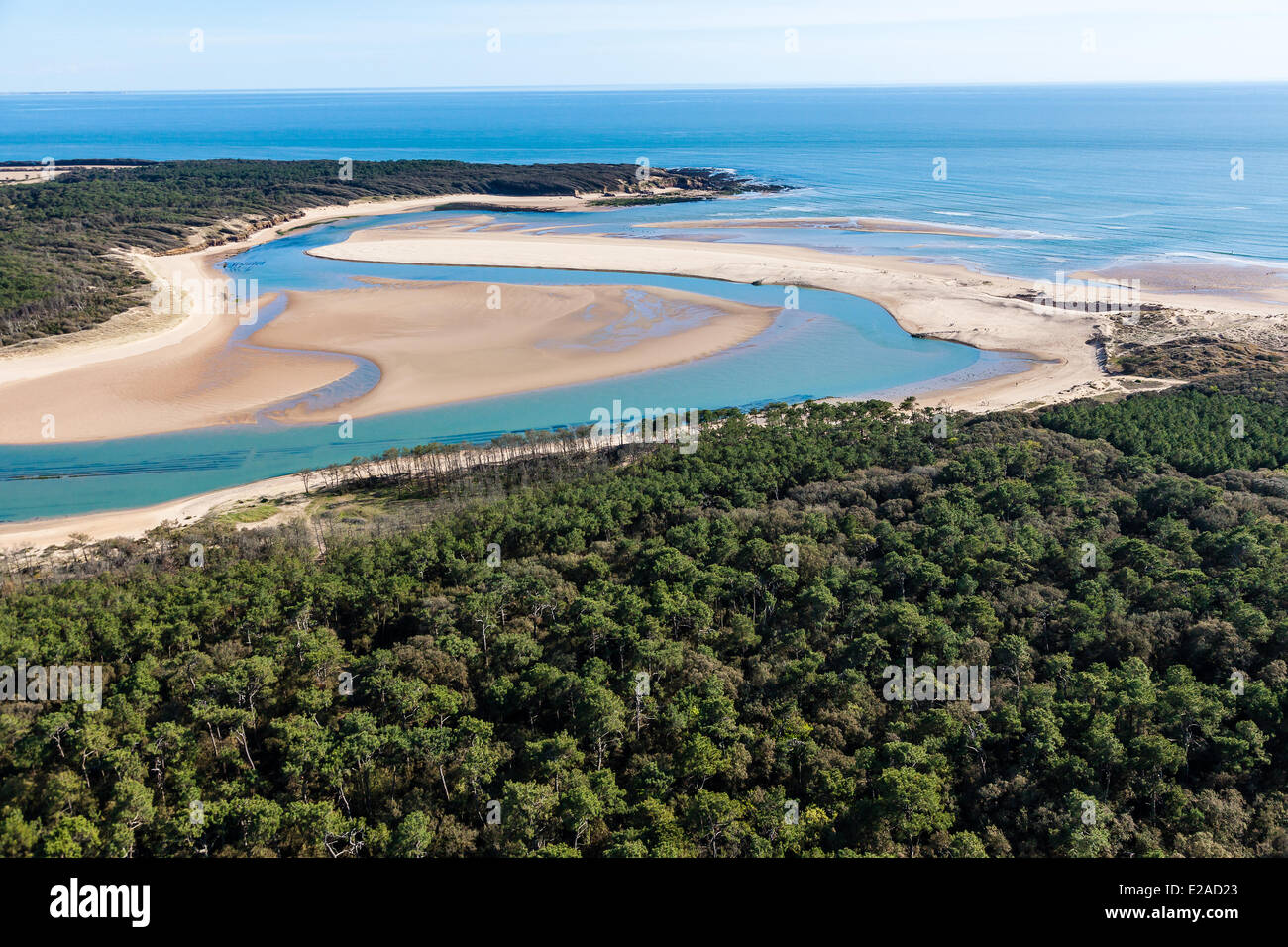 France, Vendee, Talmont Saint Hilaire, the forest before the Veillon ...