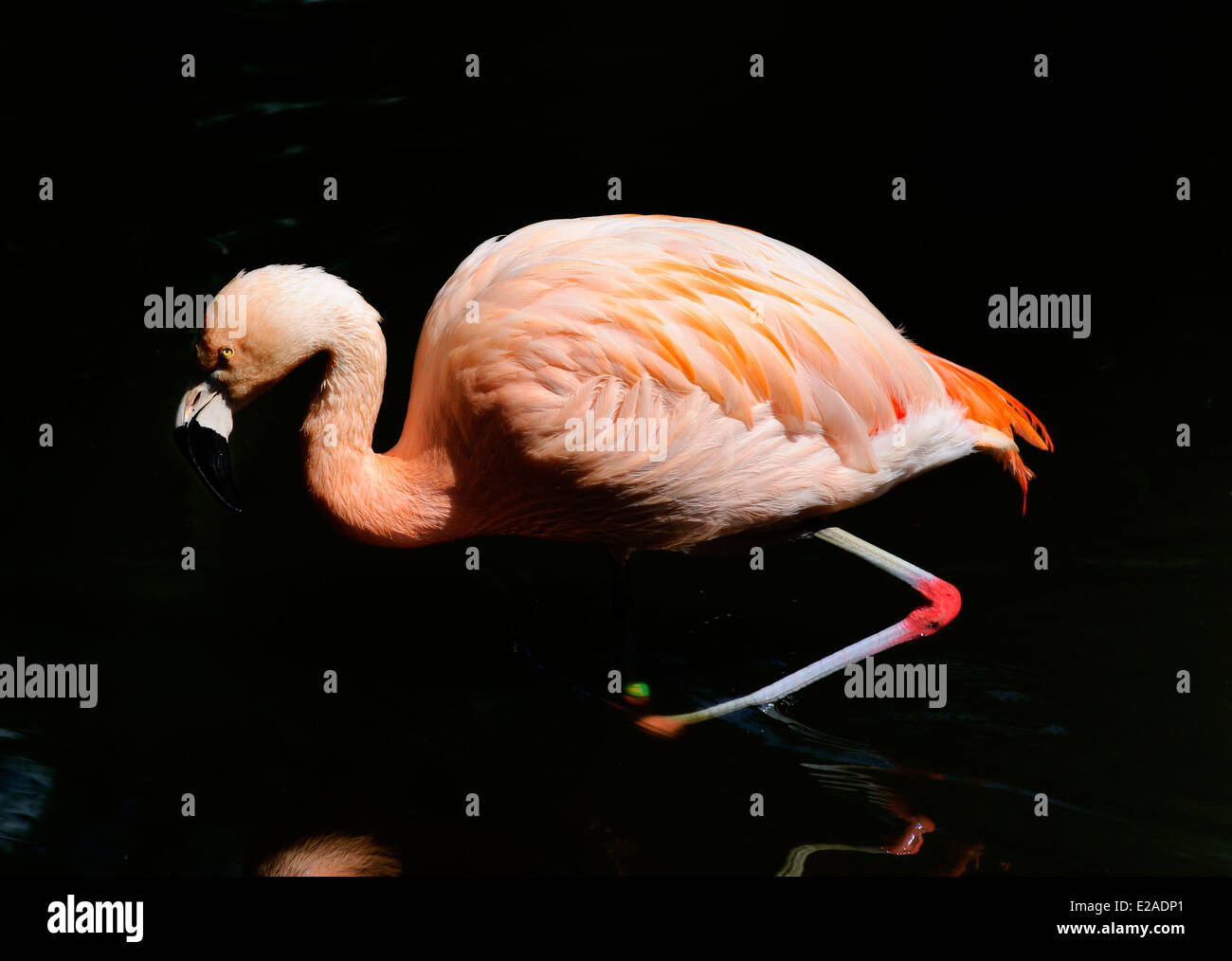 Black flamingo hi-res stock photography and images - Alamy