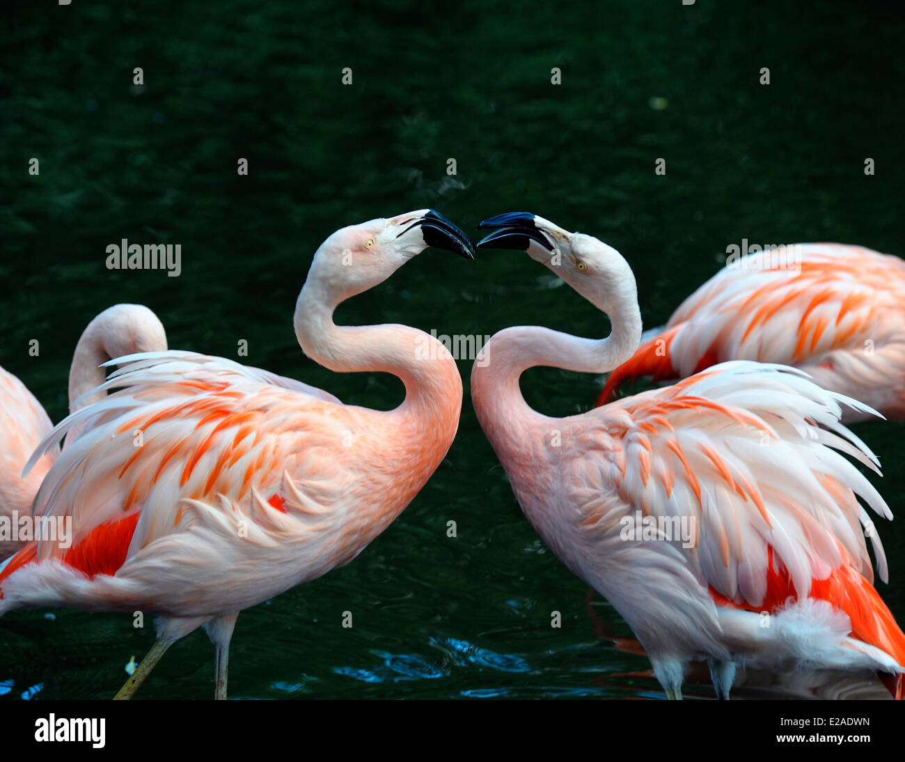 Two pink flamingos hi-res stock photography and images - Alamy