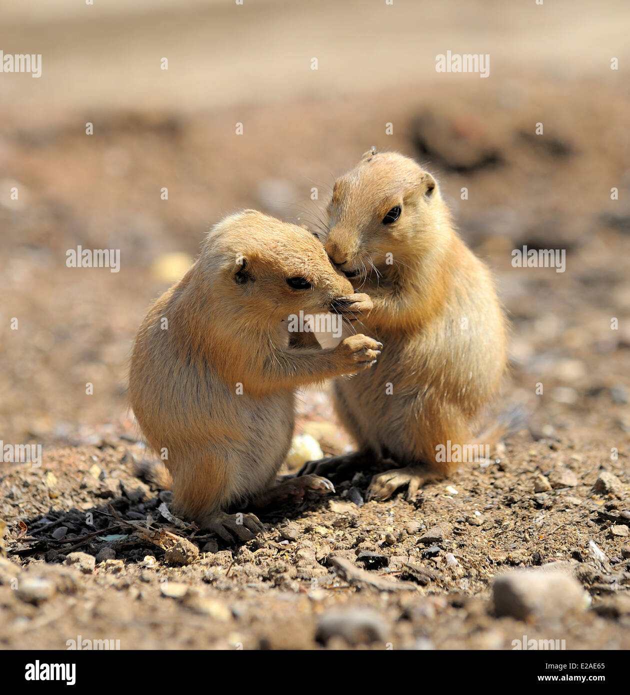 Three prairie dogs hi-res stock photography and images - Alamy