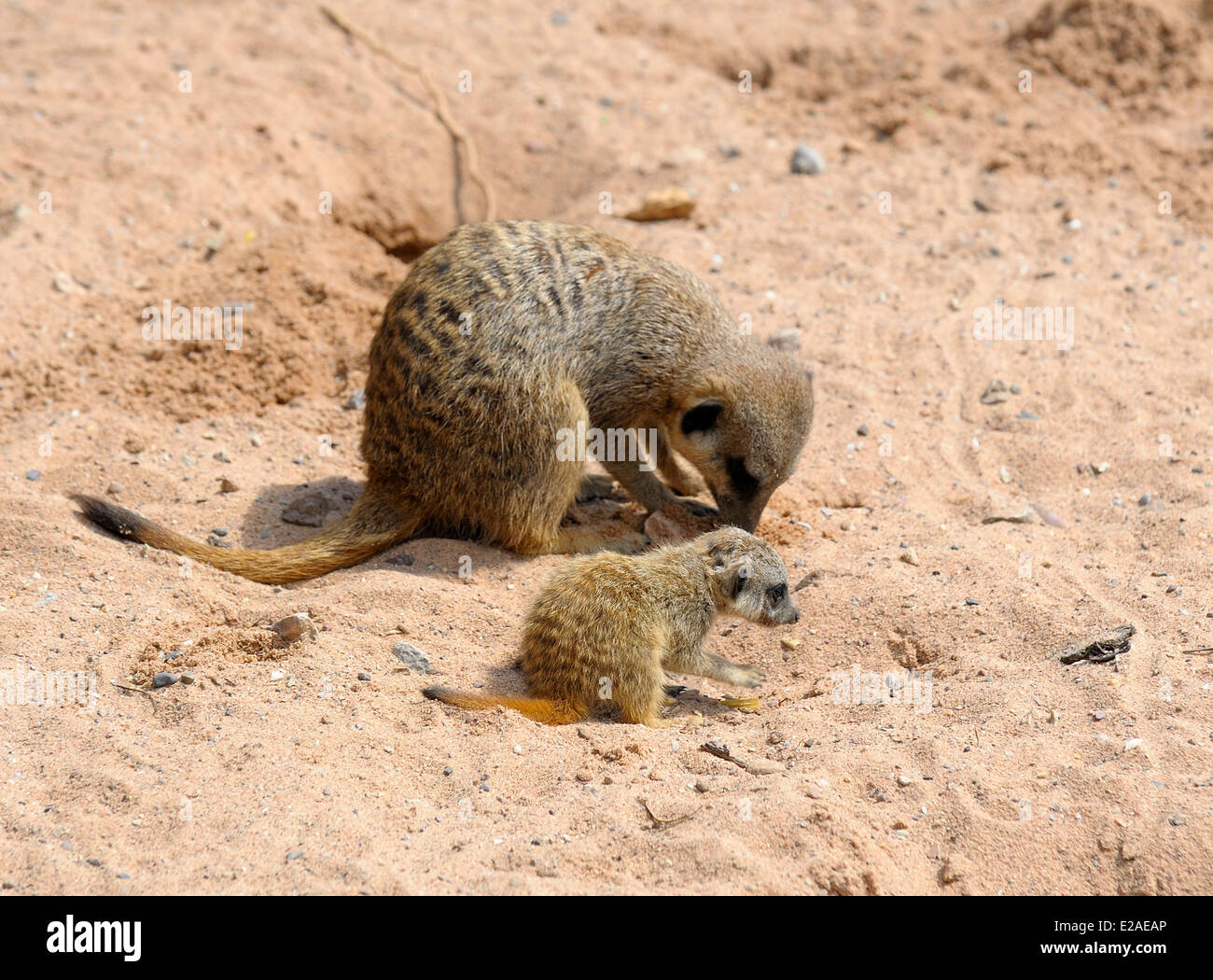 An adult and baby Meerkat digging in the sand. Twycross zoo England UK ...