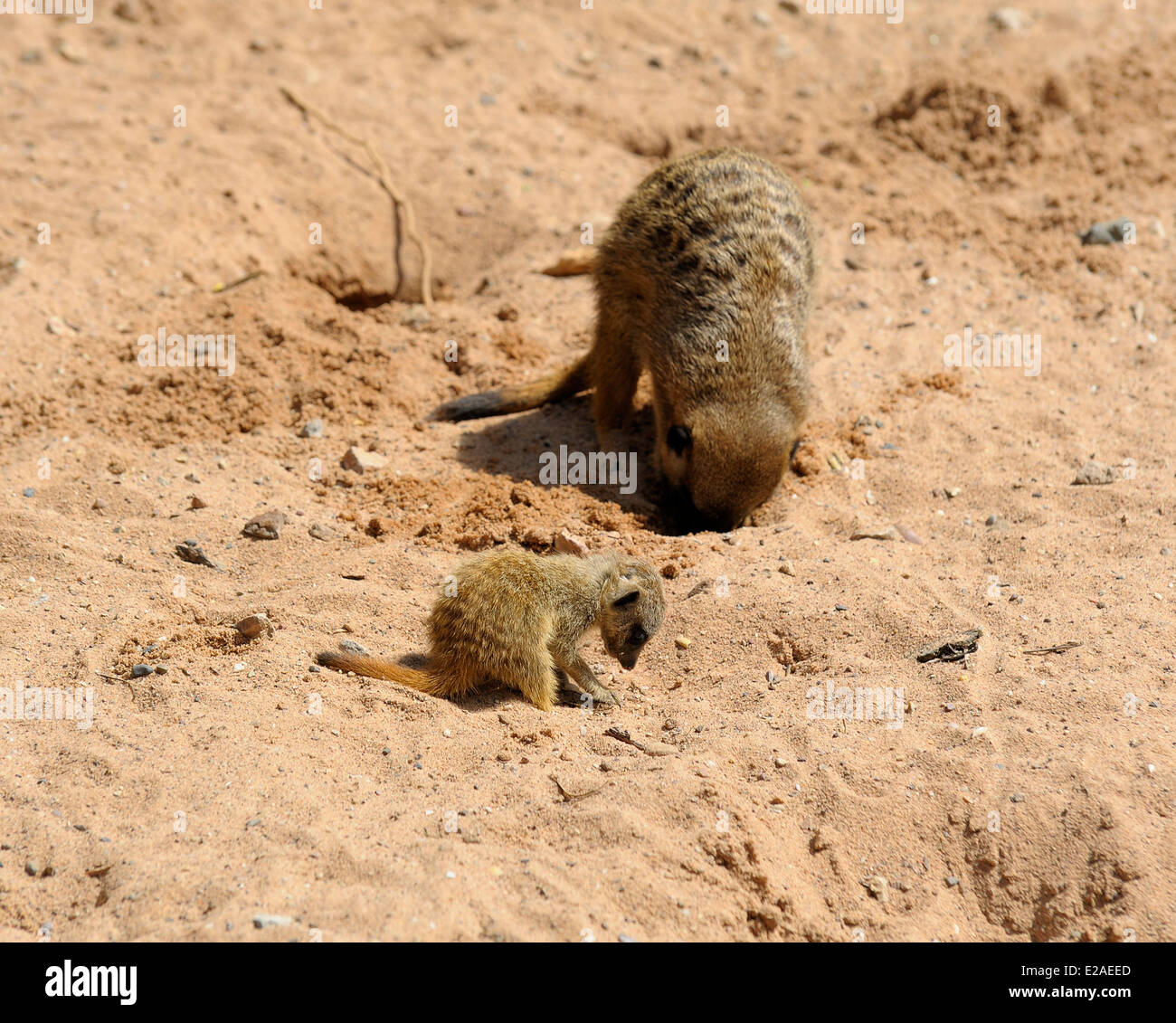 An adult and baby Meerkat digging in the sand. Twycross zoo England UK ...