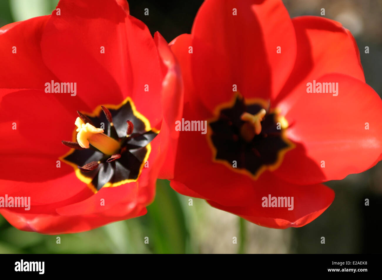 Two red Tulips with yellow and black centers, in bloom against a green ...