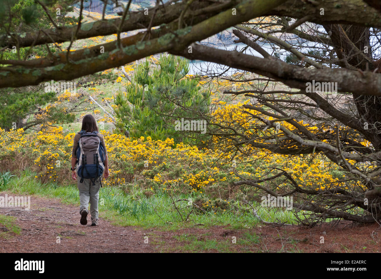 France, Morbihan, Belle Ile en Mer, along the GR340 between Le Palais ...