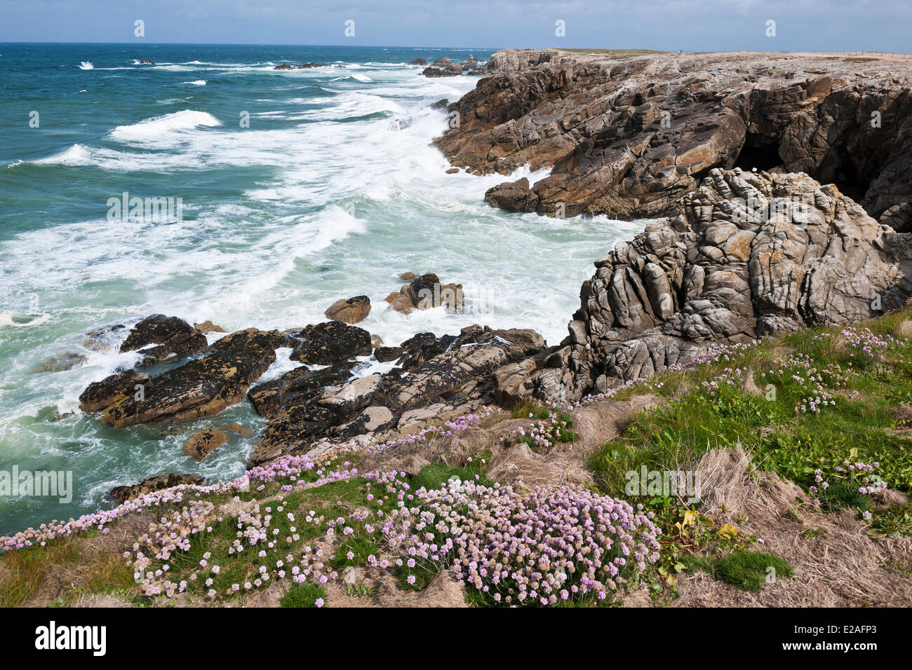 France, Morbihan, Cote Sauvage (the Wild Coast), Presqu'ile de Quiberon ...