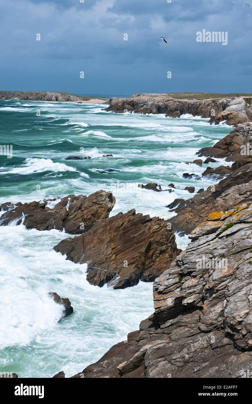France, Morbihan, Cote Sauvage (the Wild Coast), Presqu'ile de Quiberon ...
