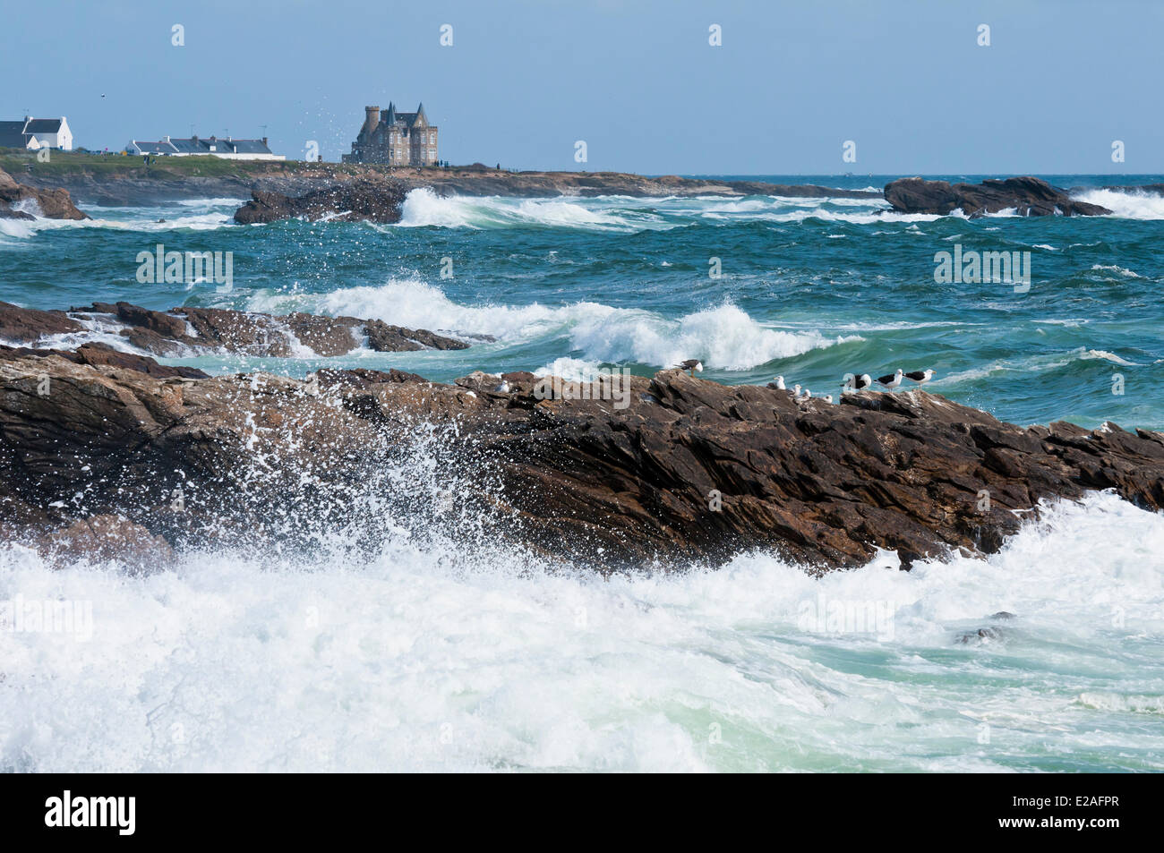 France, Morbihan, Cote Sauvage (the Wild Coast), Presqu'ile de Quiberon ...