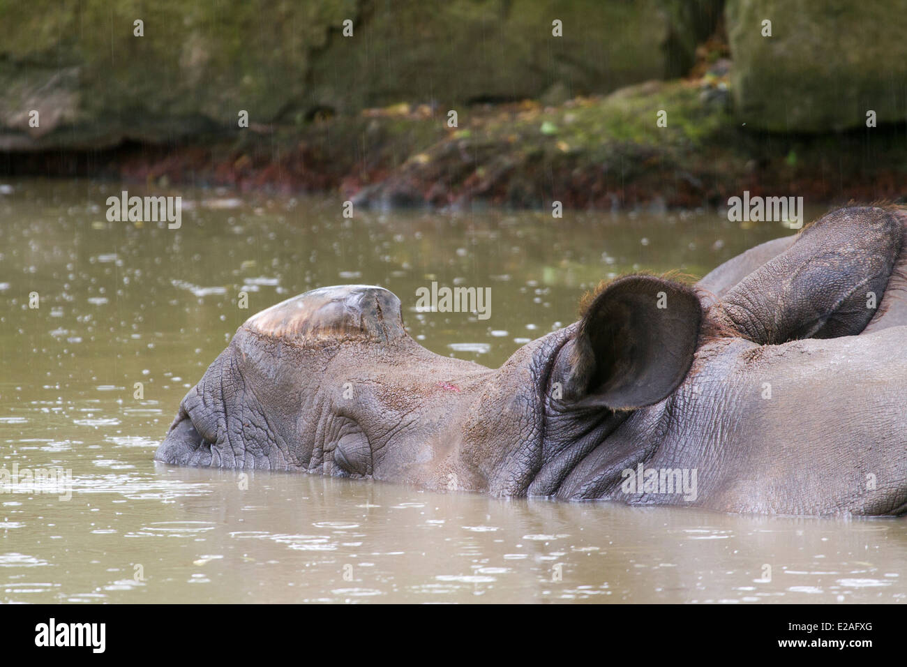Rhino in the water in the rain Stock Photo - Alamy