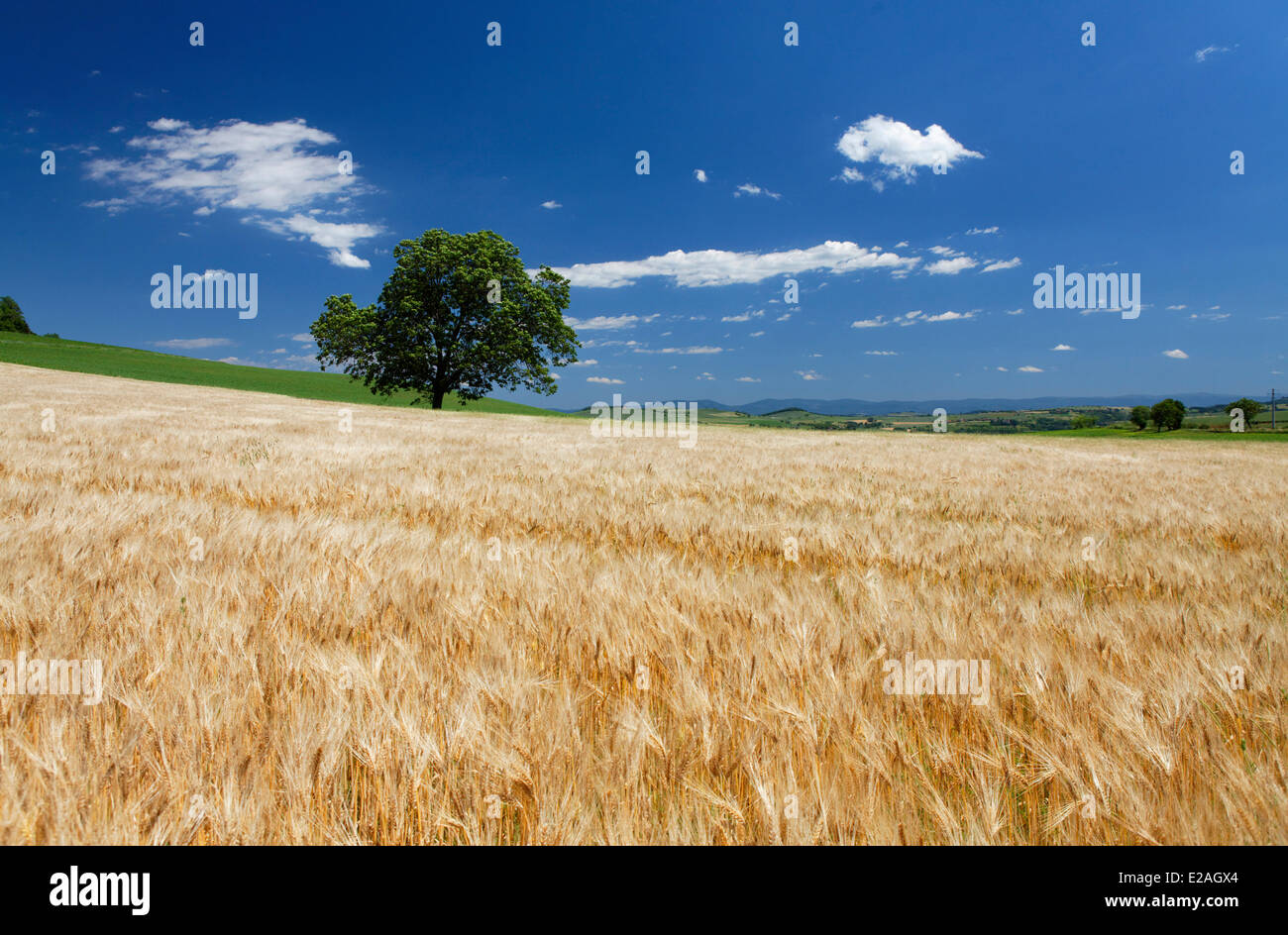 France, Puy de Dome, isolated tree and crop field Stock Photo - Alamy