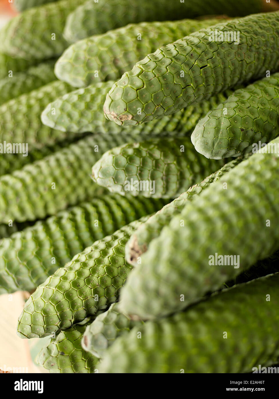 United States, Florida, Miami, feature : Miam!, Monstera deliciosa the ...