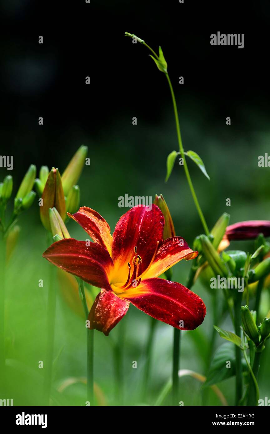 Lily guo hi-res stock photography and images - Alamy