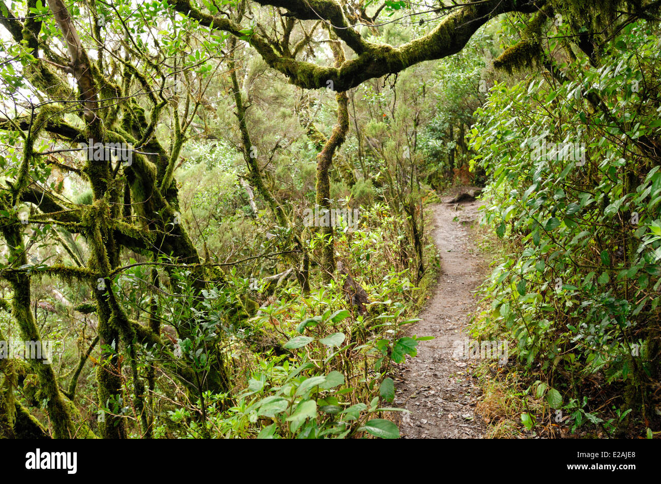 Spain, Canary Islands, La Gomera, National Park of Garajonay, the ...