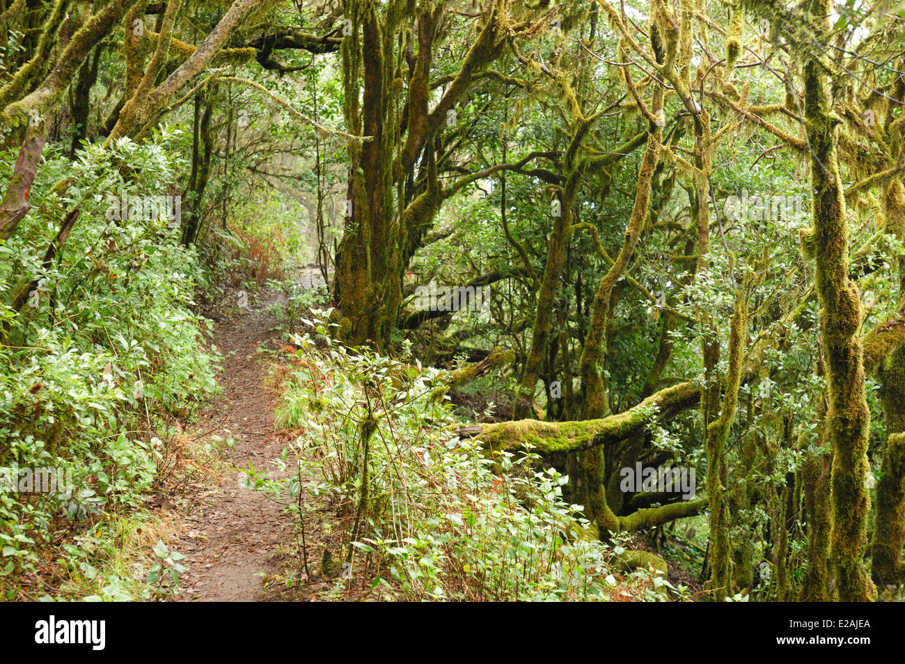 Spain, Canary Islands, La Gomera, National Park of Garajonay, the ...
