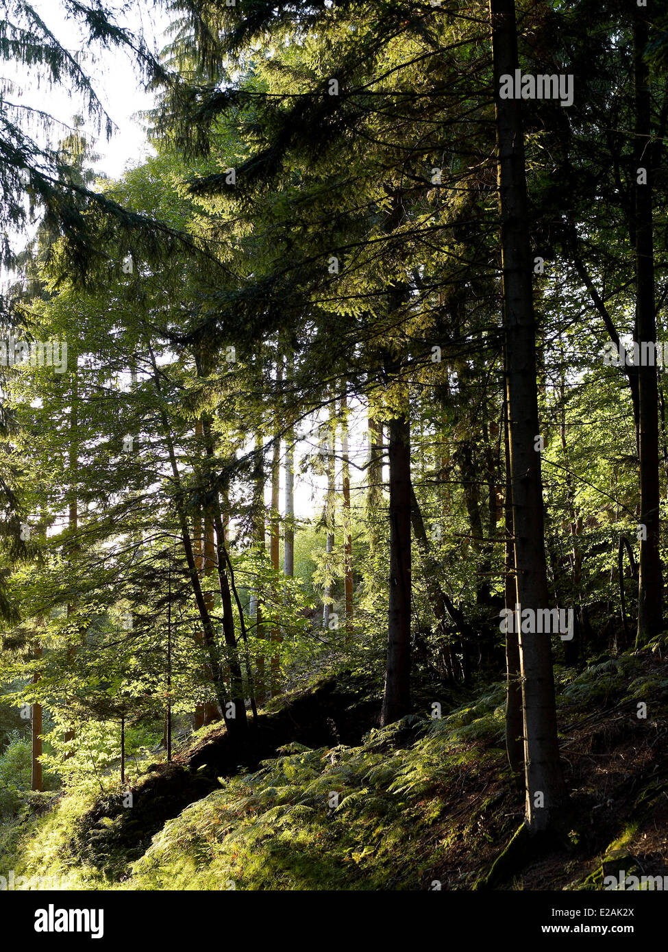 France alsace forest hi-res stock photography and images - Alamy